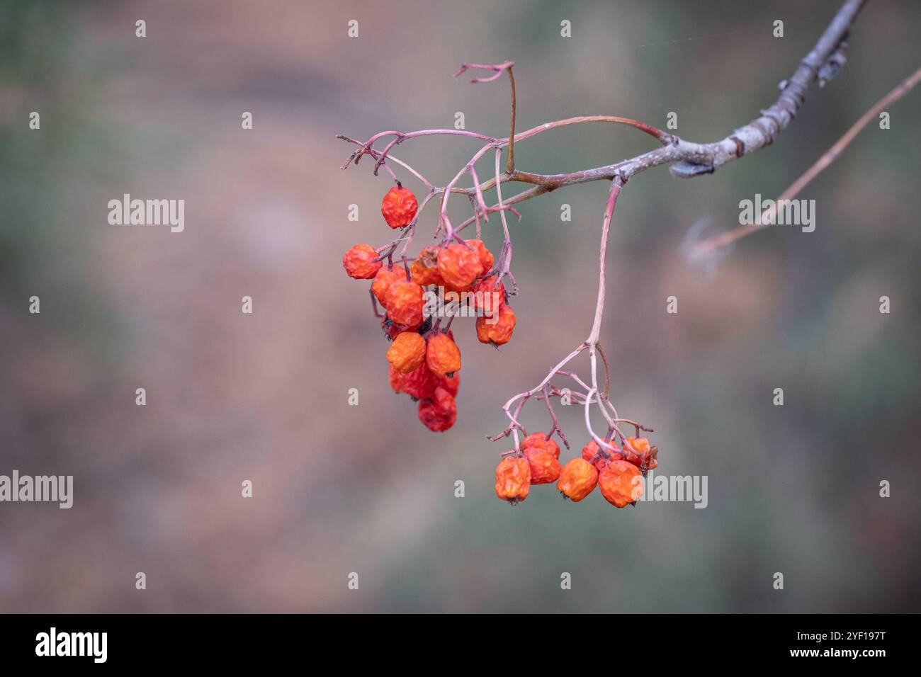 Rowan branch with bright fruits withered with onset autumn Stock Photo ...