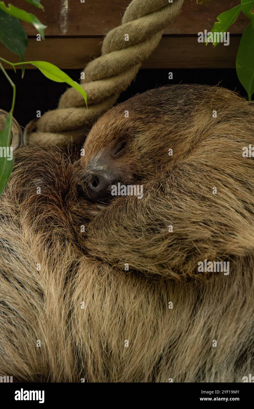 Closeup of a three toed sloth hi-res stock photography and images - Alamy