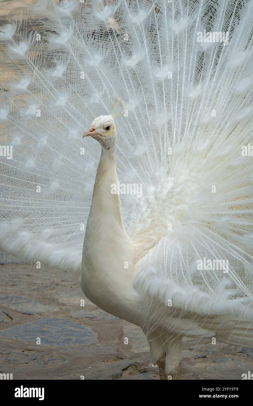 White peacock with its beautiful open tail and feathers in the ...