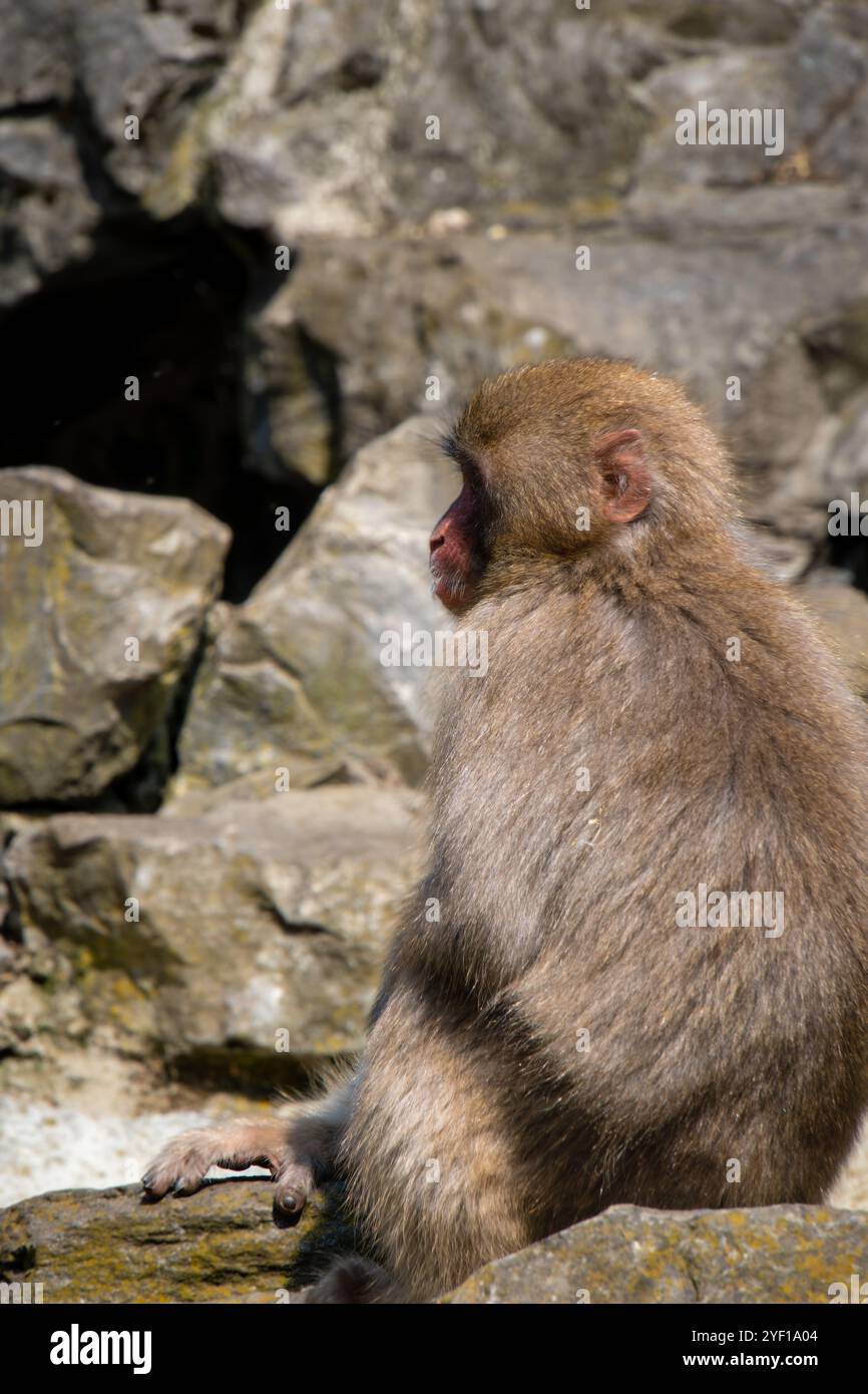 Wild Japanese macaque mother snuggling and grooming young baby on roof ...