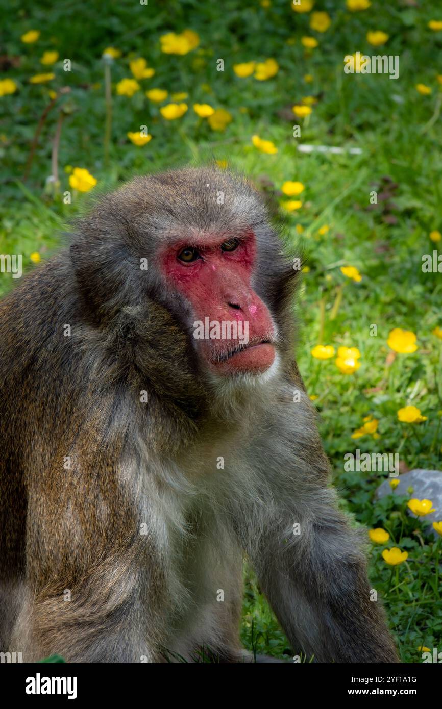 Wild Japanese macaque mother snuggling and grooming young baby on roof ...