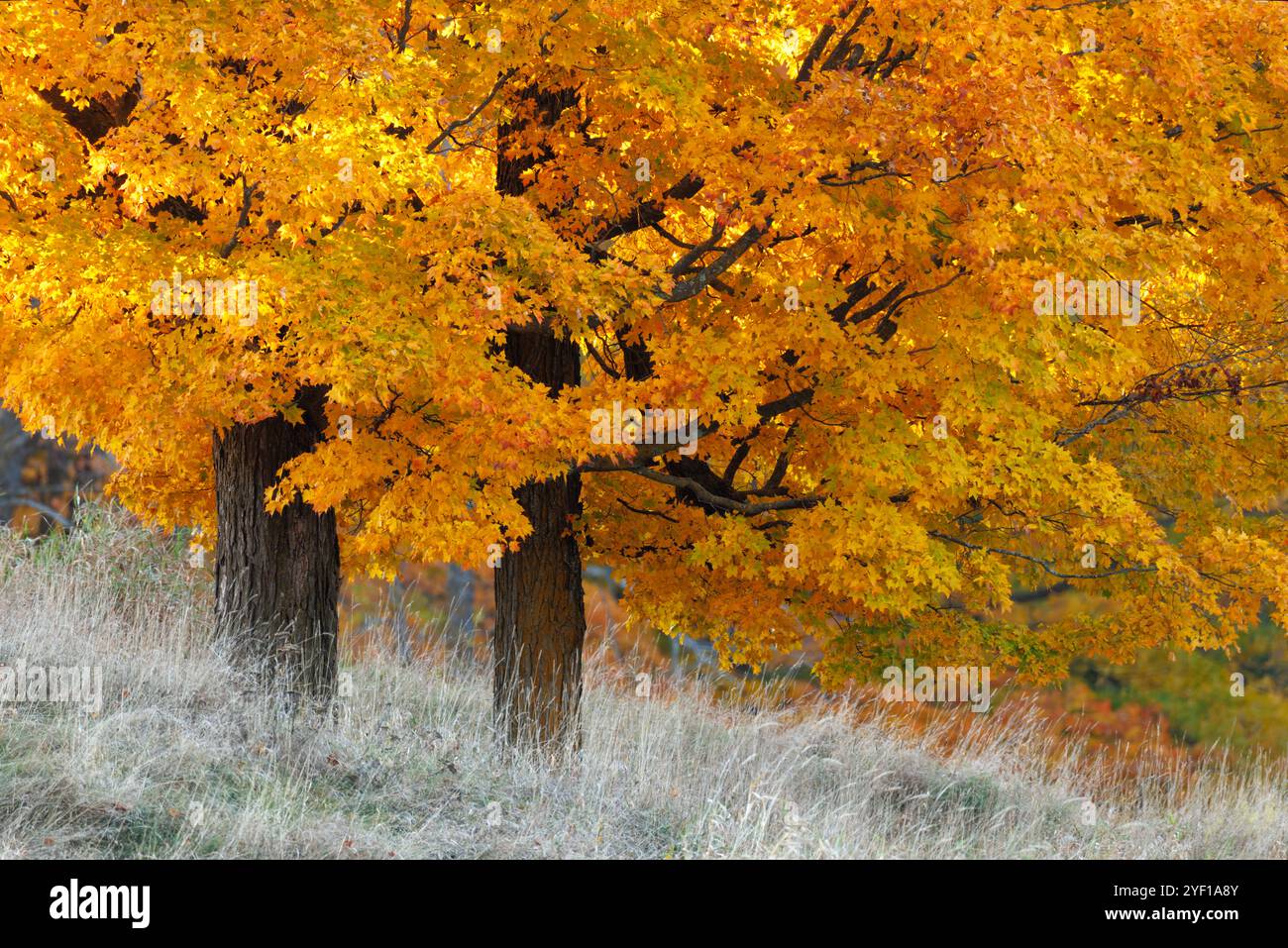 Lovely maple tree hi-res stock photography and images - Alamy