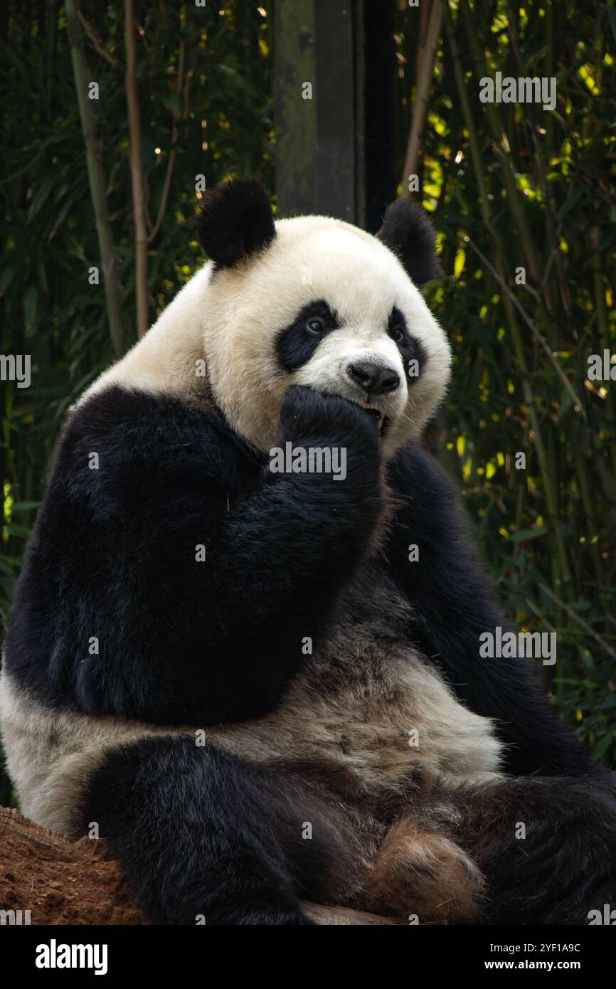 A giant panda playing with friend after the raining day Stock Photo - Alamy