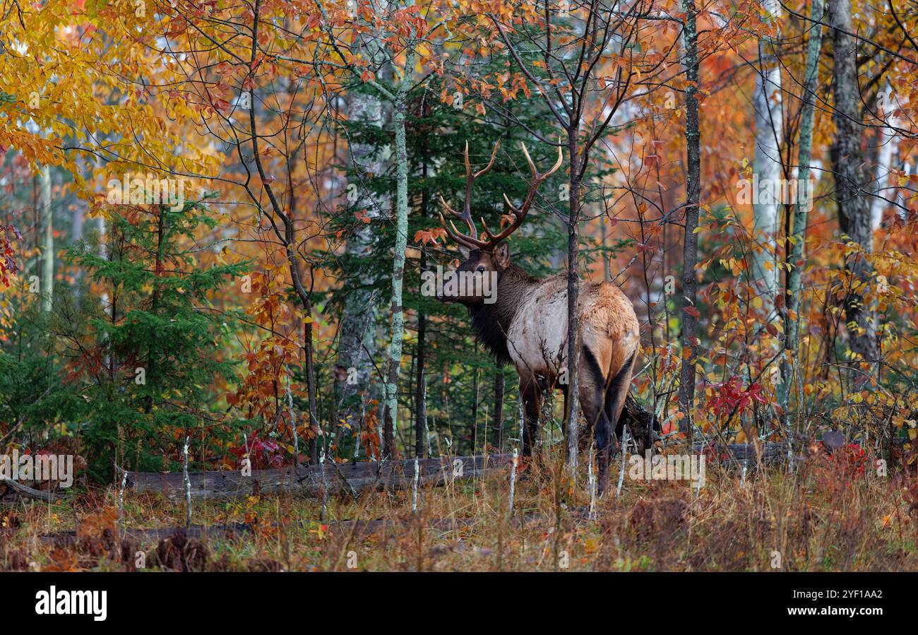 Bull elk in the Clam Lake area of northern Wisconsin Stock Photo - Alamy
