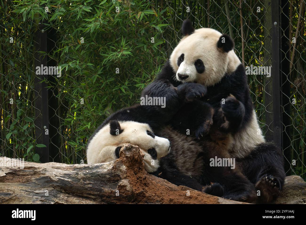 A giant panda playing with friend after the raining day Stock Photo - Alamy