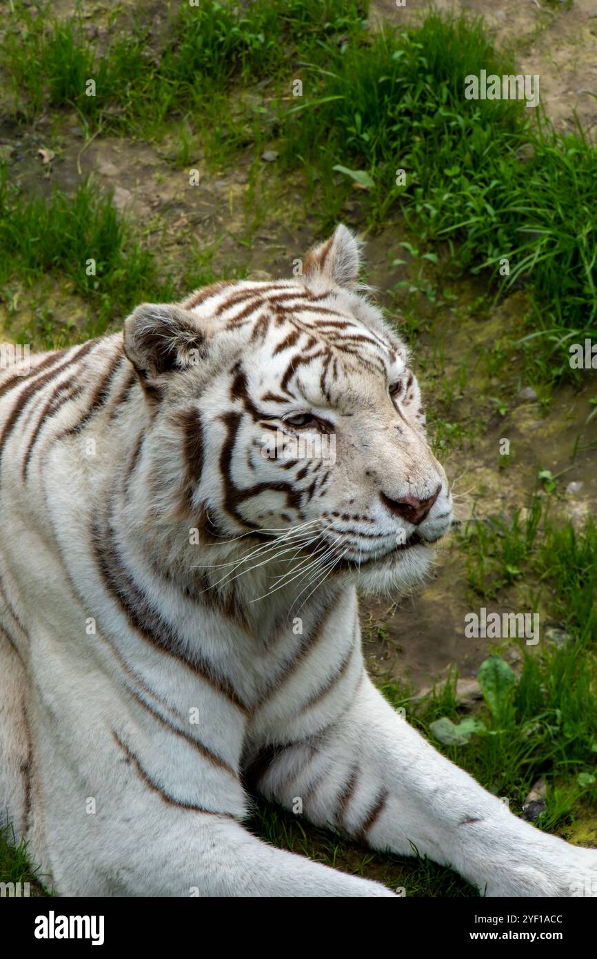 A majestic white tiger prowls gracefully through its habitat, its ...