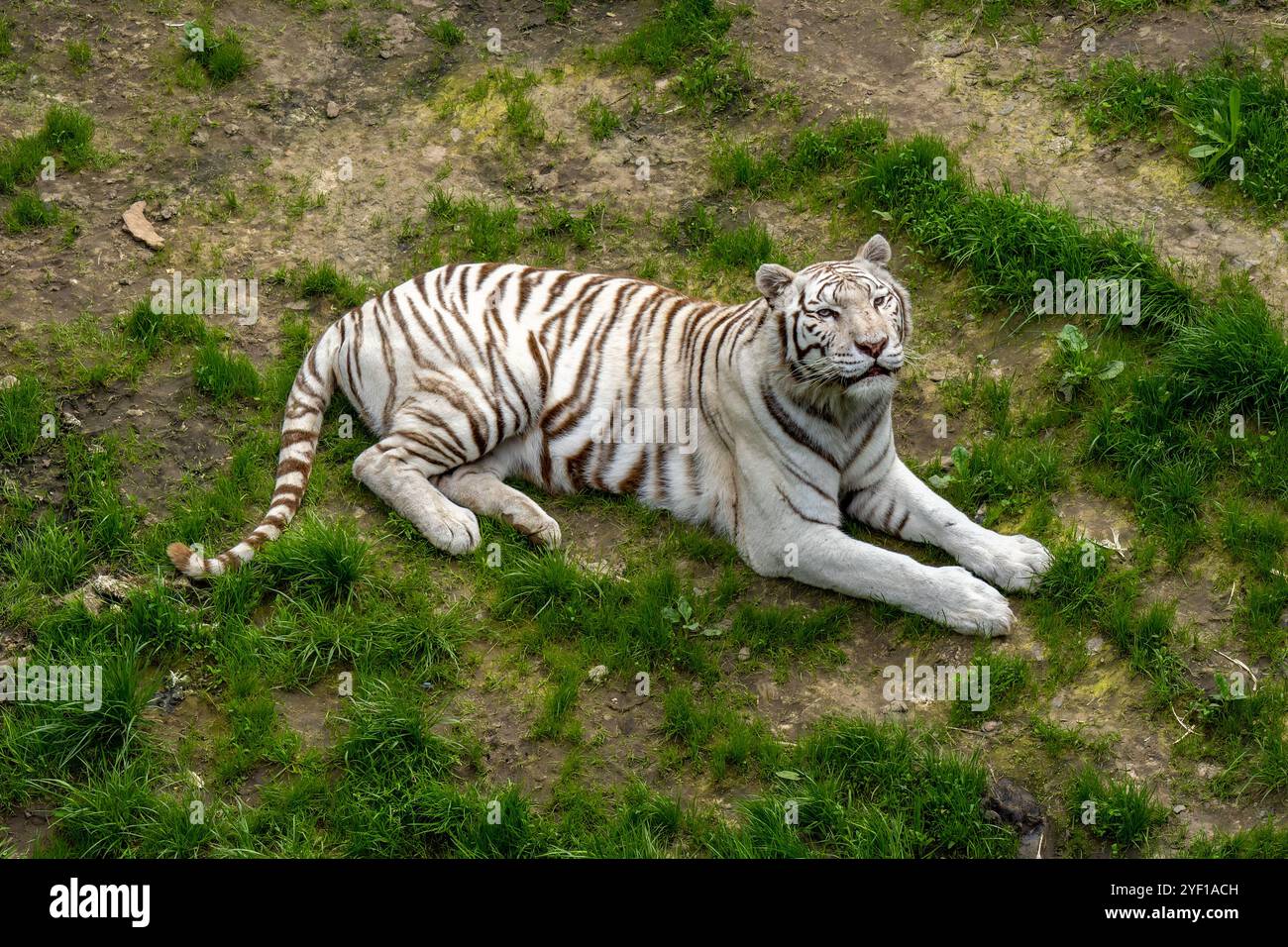 A majestic white tiger prowls gracefully through its habitat, its ...