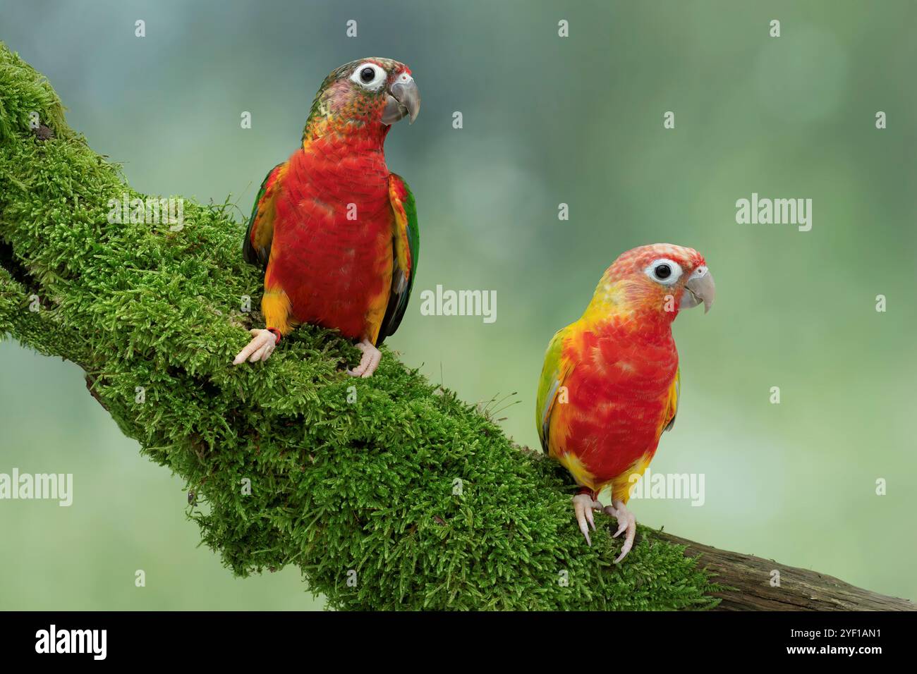 green-cheeked parakeet opaline dominant red x opaline dilute dominant ...