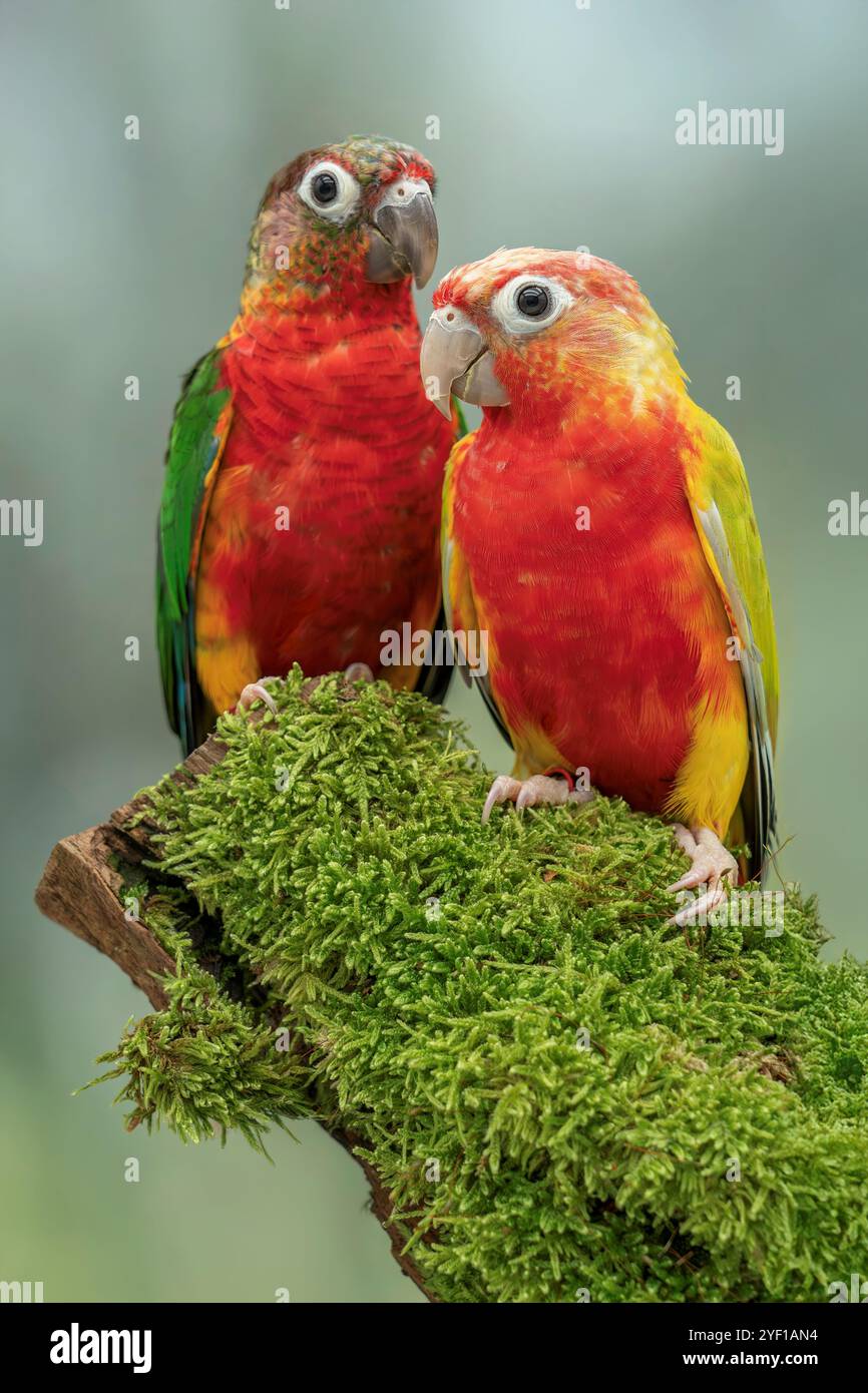 green-cheeked parakeet opaline dominant red x opaline dilute dominant red Pyrrhura molinae Stock ...