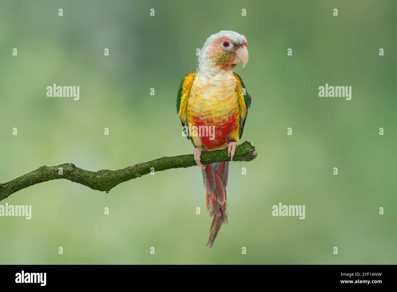 green-cheeked parakeet dun fallow mutation Pyrrhura molinae Stock Photo ...