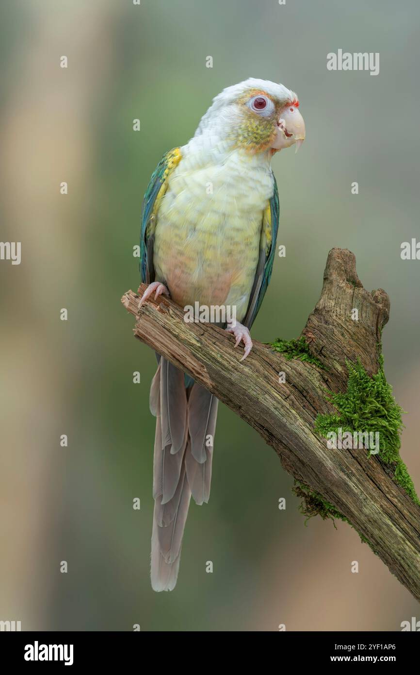 green-cheeked parakeet dun fallow turquoise mutation Pyrrhura molinae ...