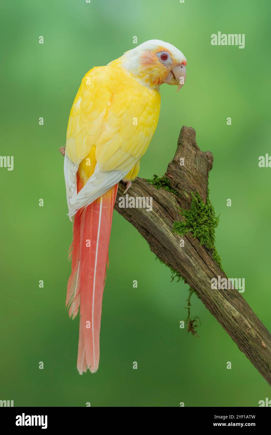 Lutino Parakeet Pattern | Quaker Mutation Comparison of Colours – YZIP