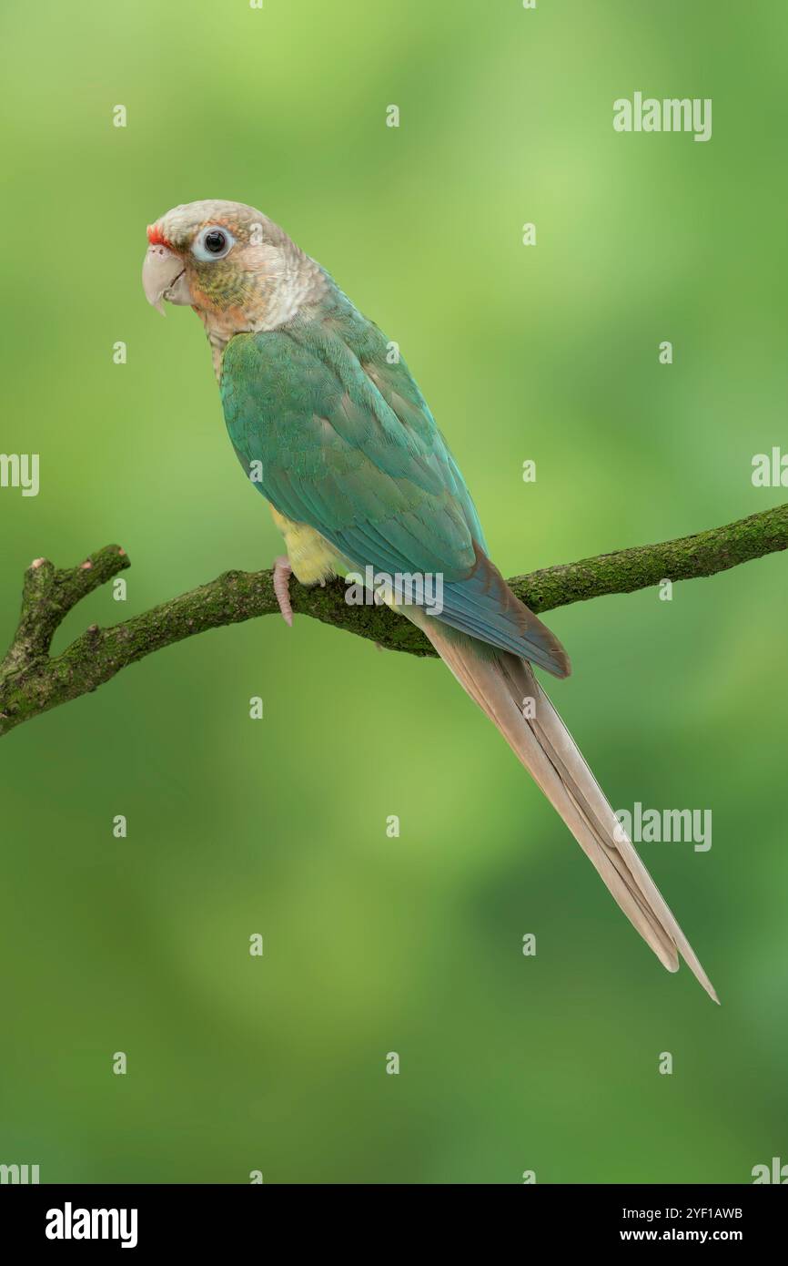 green-cheeked parakeet opaline, cinnamon turquoise mutation Pyrrhura ...