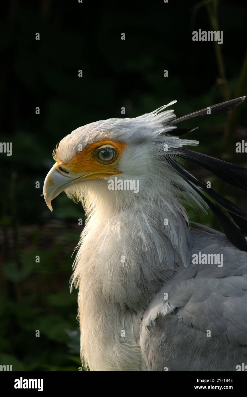 Portrait of a Sagittarius messenger bird, also known as a serpent ...
