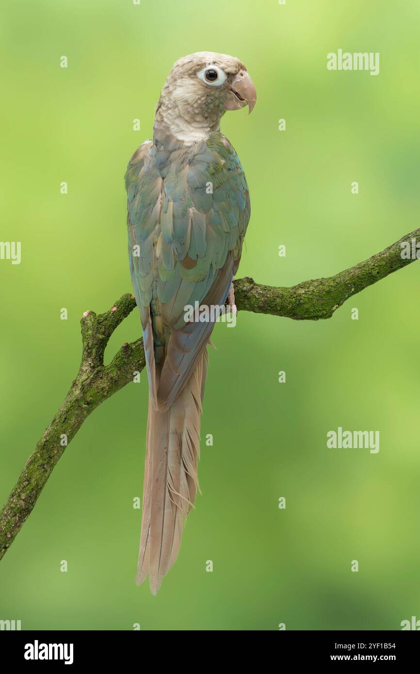 green-cheeked parakeet cinnamon turquoise mutation, with extra melamine ...