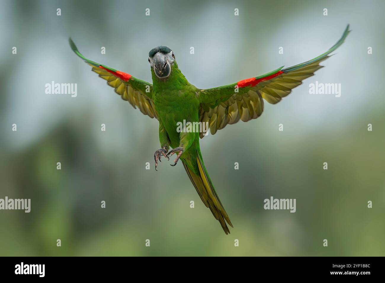 Hahn's macaw or red-shouldered macaw Diopsittaca nobilis nobilis Stock ...