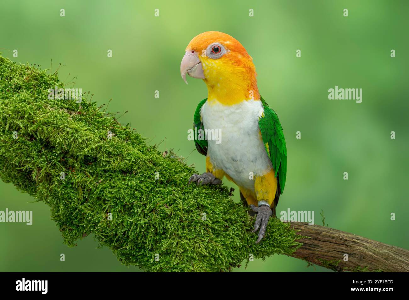 Western white bellied parrot hi-res stock photography and images - Alamy