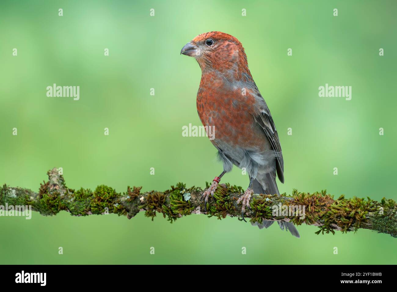 Haakbek pine grosbeak hi-res stock photography and images - Alamy