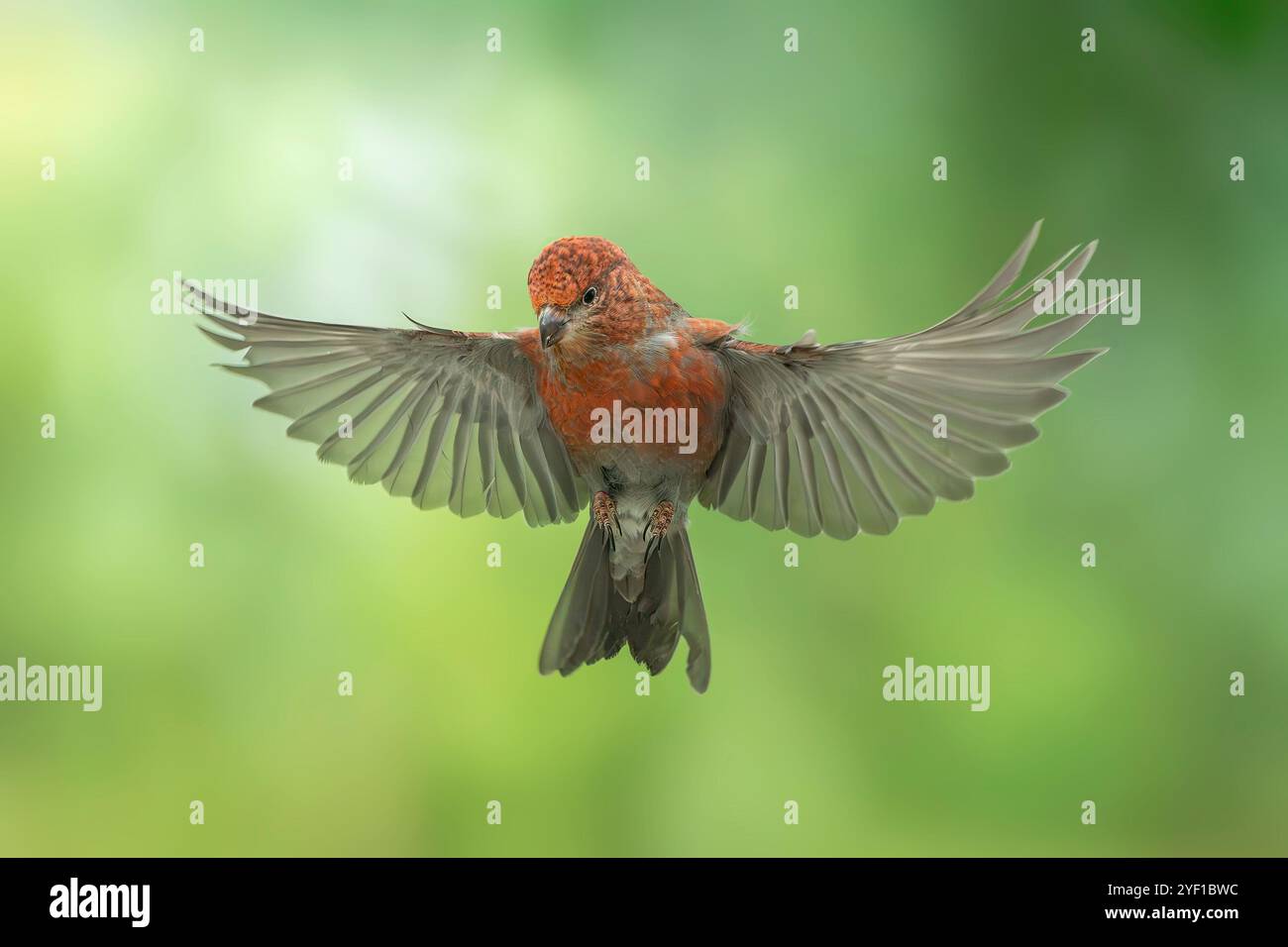 Haakbek pine grosbeak hi-res stock photography and images - Alamy