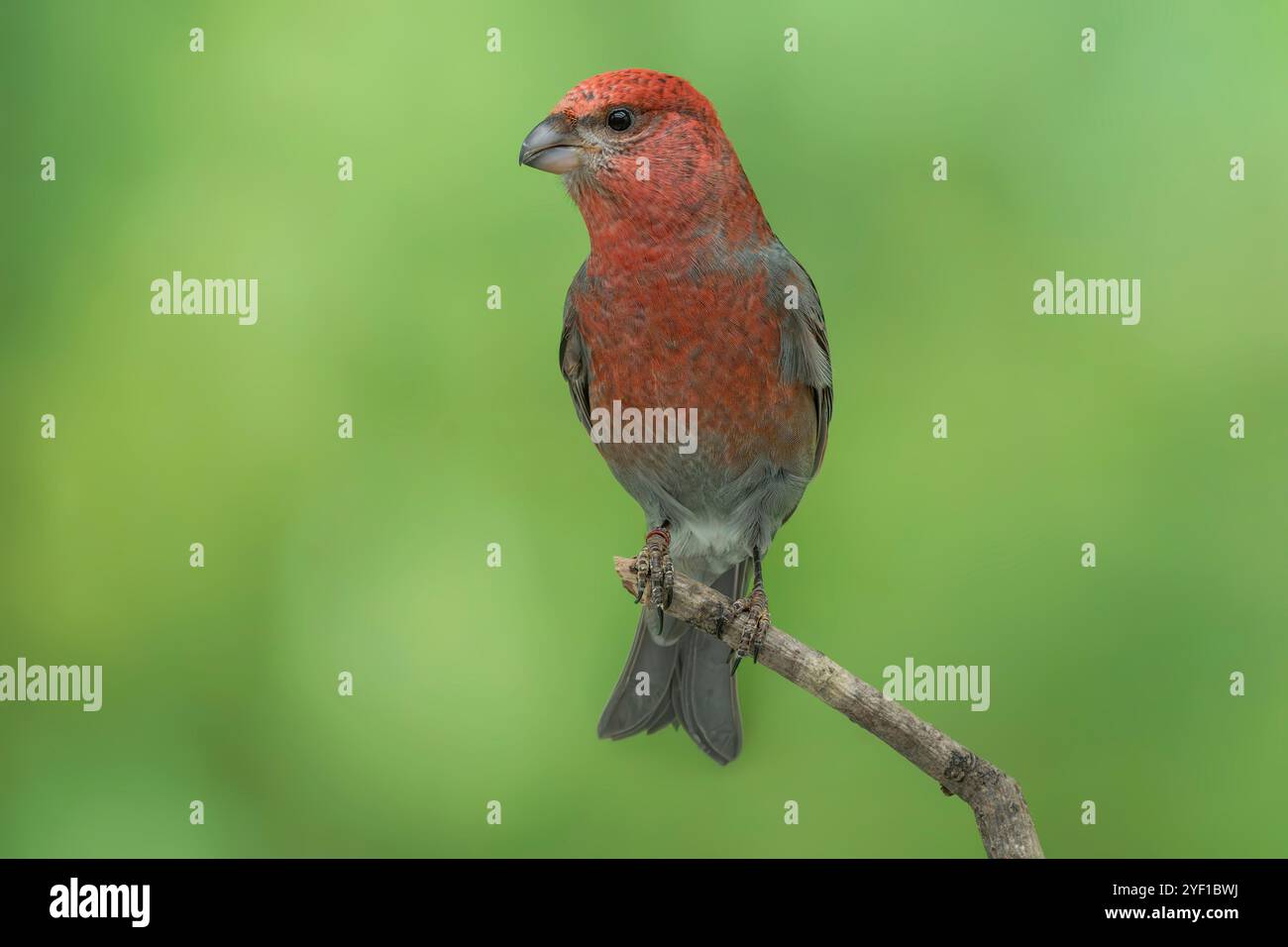 Haakbek pine grosbeak hi-res stock photography and images - Alamy