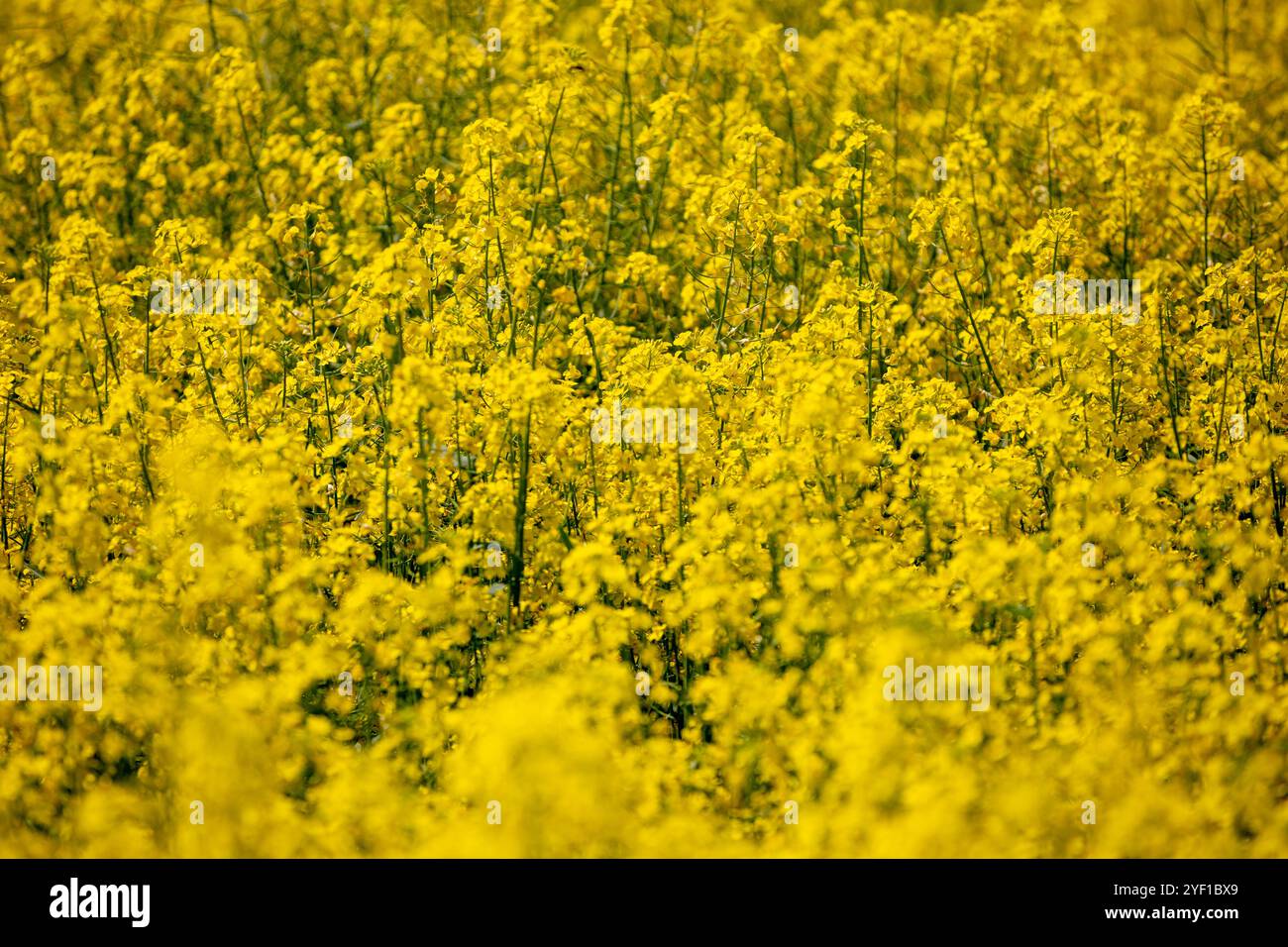 A Stunning and Vibrant Yellow Flower Field Displaying Natures Beauty in ...