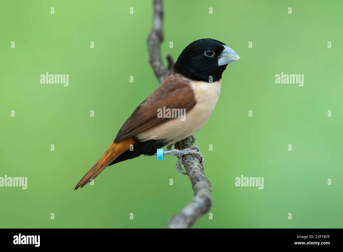 Lonchura spectabilis hi-res stock photography and images - Alamy