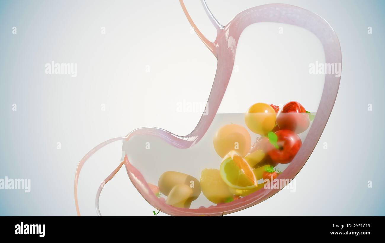 Stomach with fruits, Losing weight and nutrition, Healthy food for ...