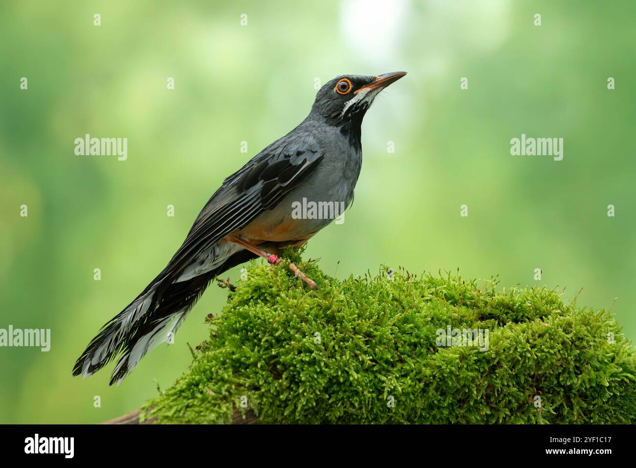 Red legged thrush hi-res stock photography and images - Alamy