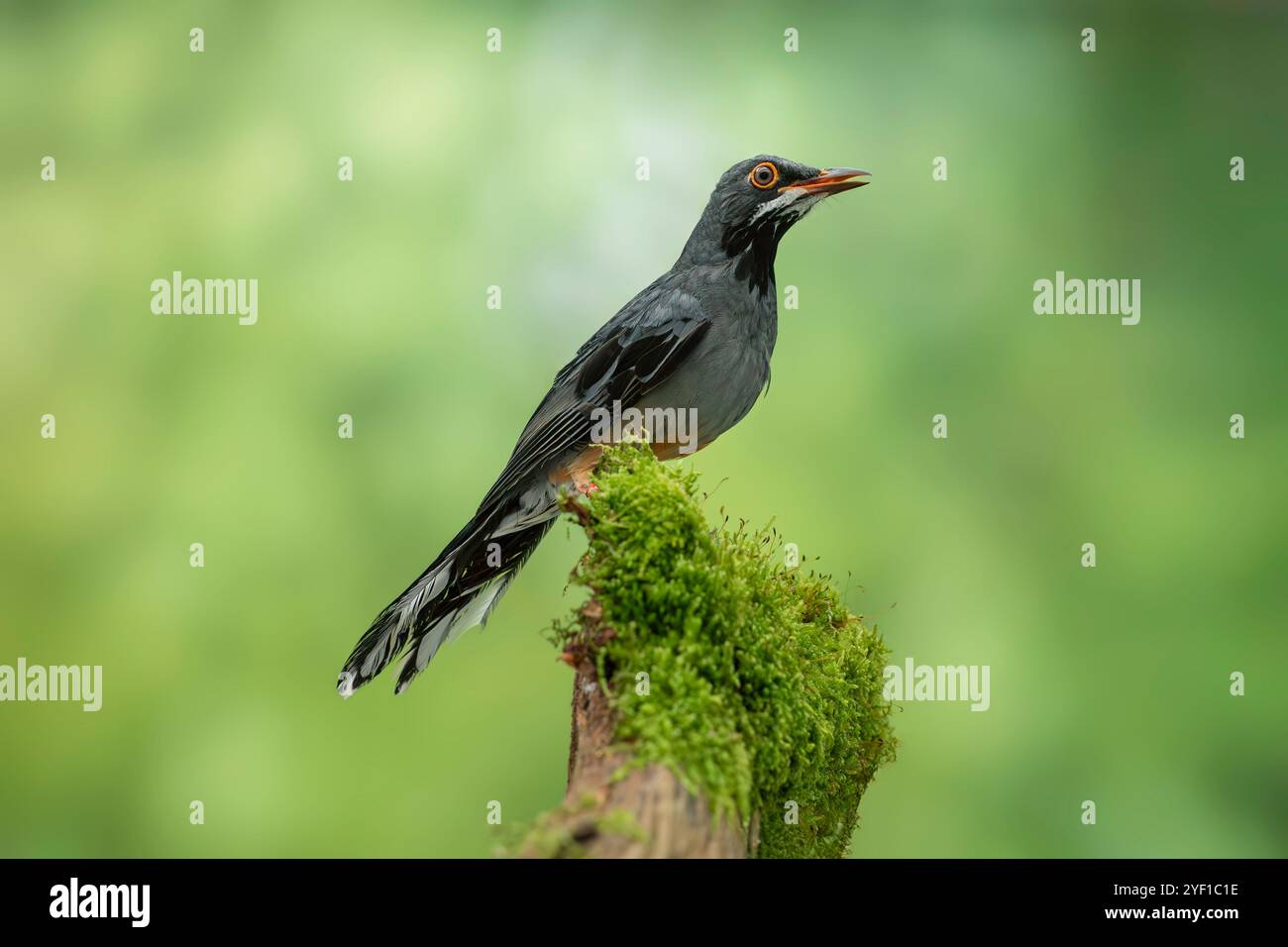 Red legged thrush hi-res stock photography and images - Alamy