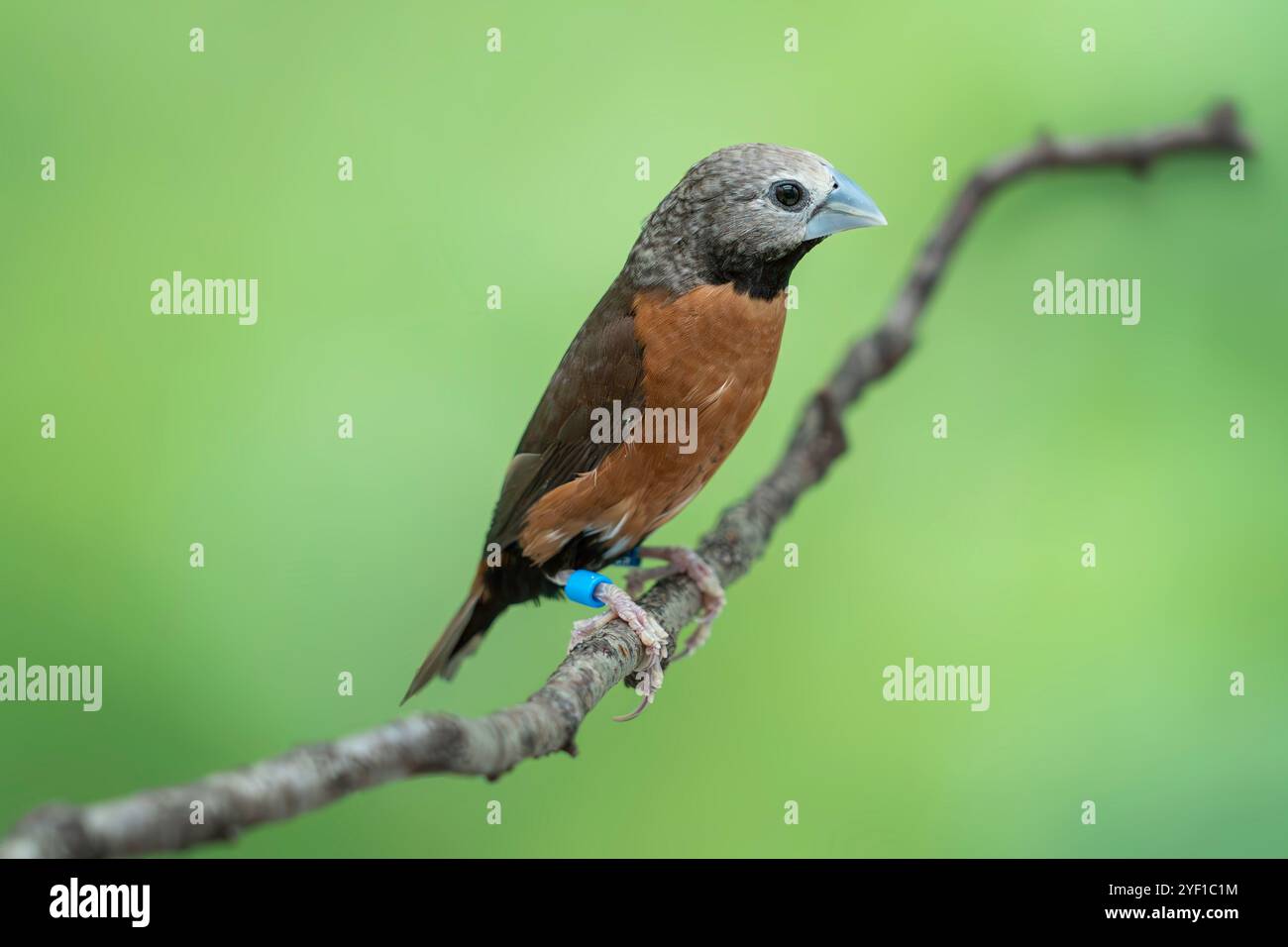 grey-crowned mannikin Lonchura nevermanni Stock Photo - Alamy