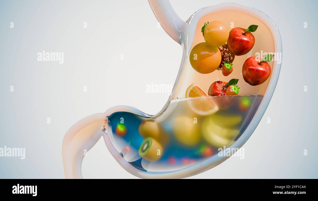 Stomach with fruits, Losing weight and nutrition, Healthy food for ...