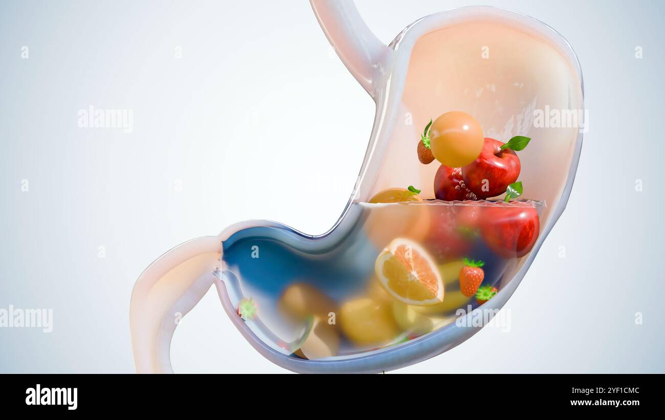 Stomach with fruits, Losing weight and nutrition, Healthy food for ...