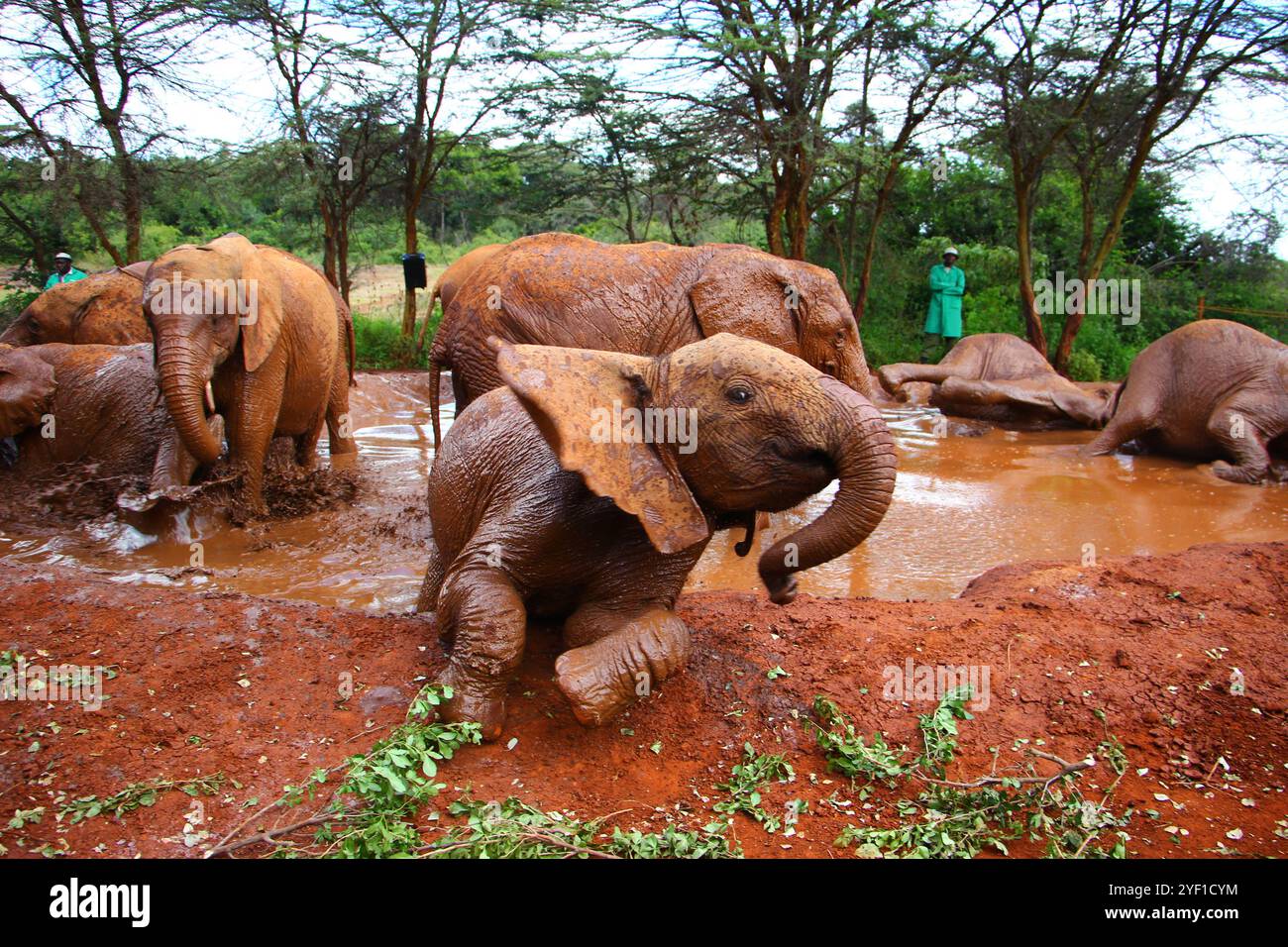 Baby african elephants playing hi-res stock photography and images - Alamy