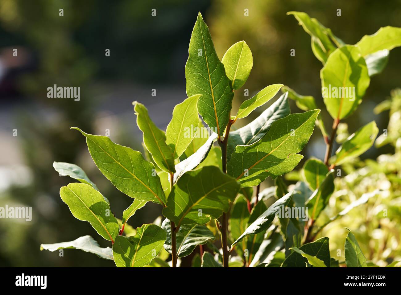 Bay leaf plant growing outdoors in a garden Stock Photo - Alamy