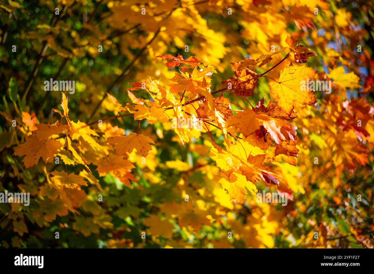 A close-up view of vibrant autumn maple leaves in shades of orange and ...