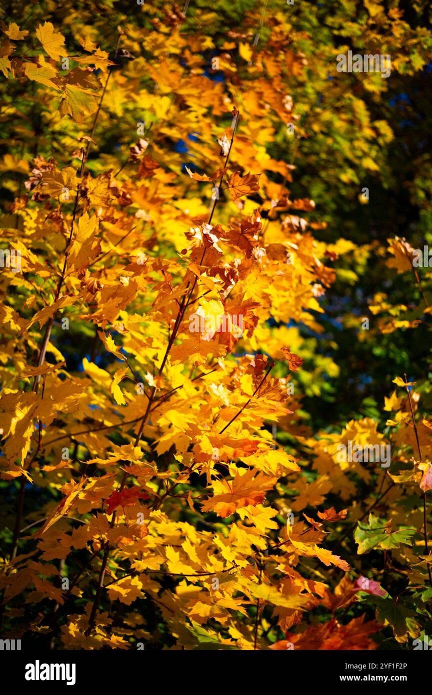 Vibrant autumn maple leaves hi-res stock photography and images - Alamy