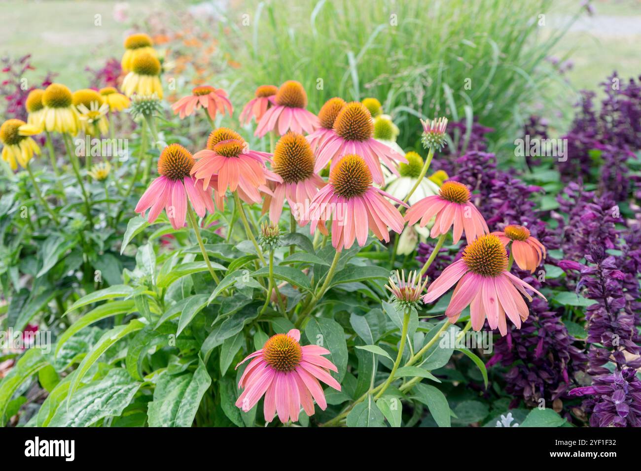 Perennial bed with pink and white flowering coneflowers Stock Photo - Alamy