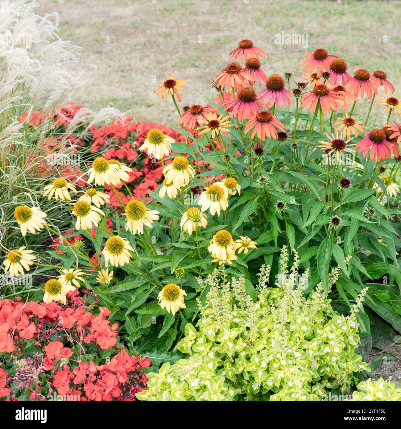 Perennial bed hi-res stock photography and images - Alamy