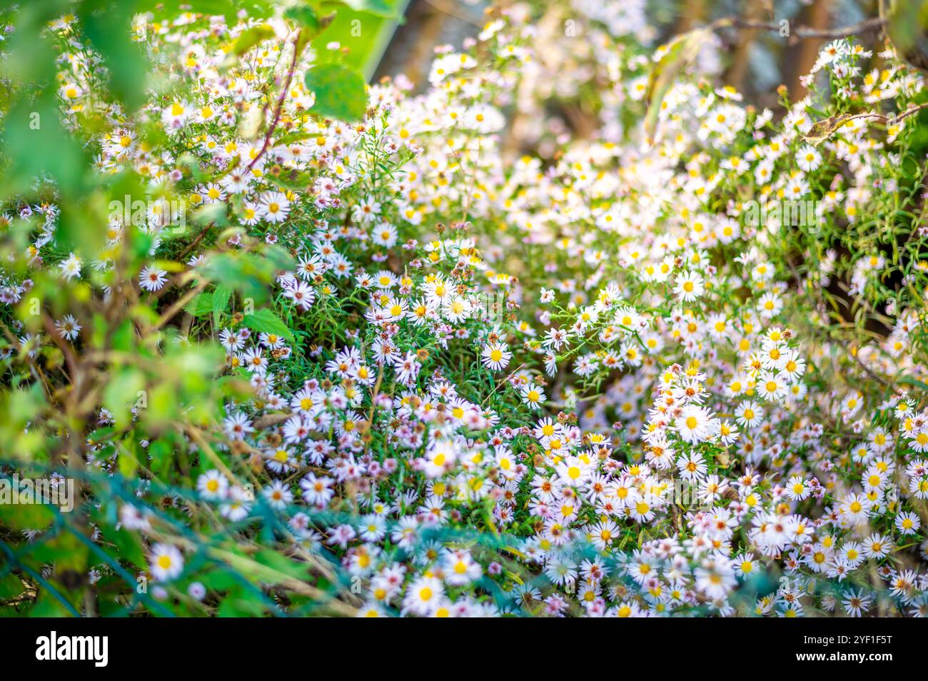 A lush patch of wildflowers with small white and pink daisy-like blooms ...
