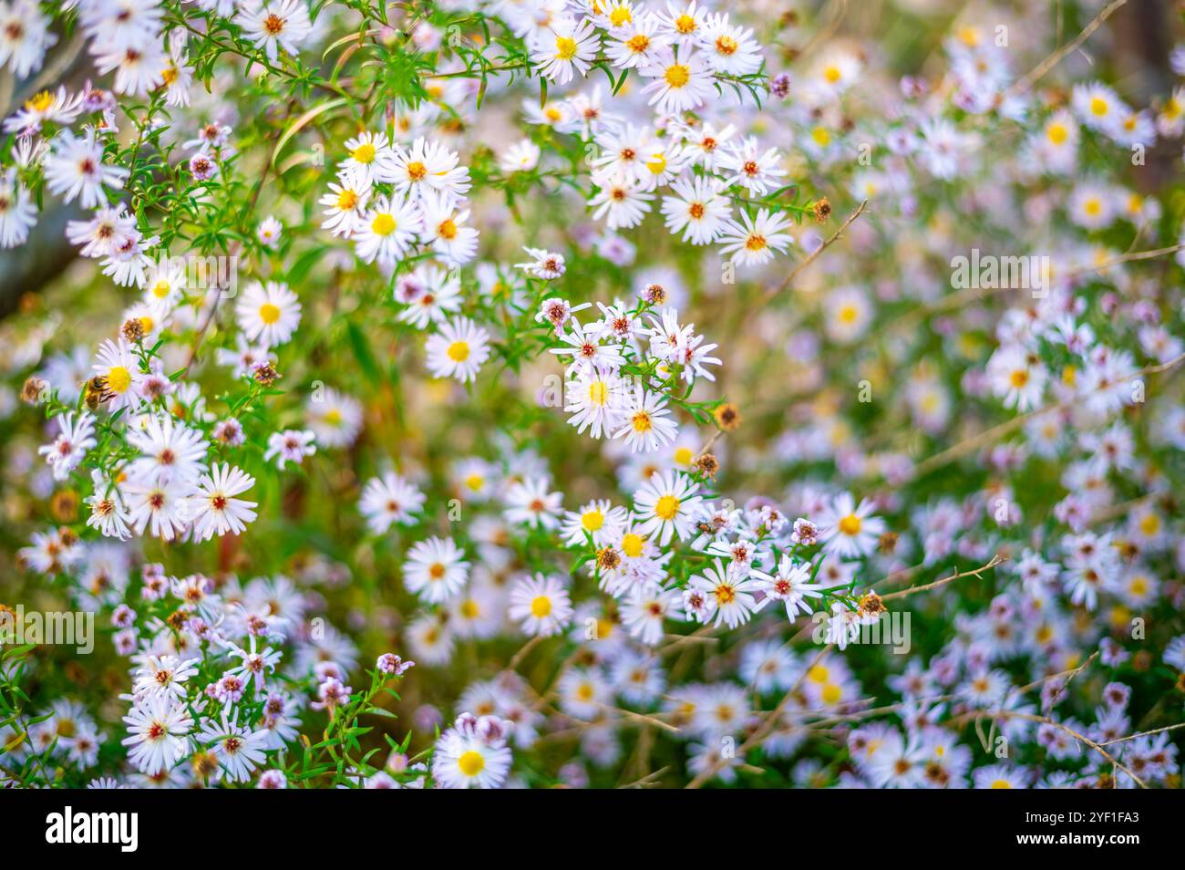 A lush patch of wildflowers with small white and pink daisy-like blooms ...