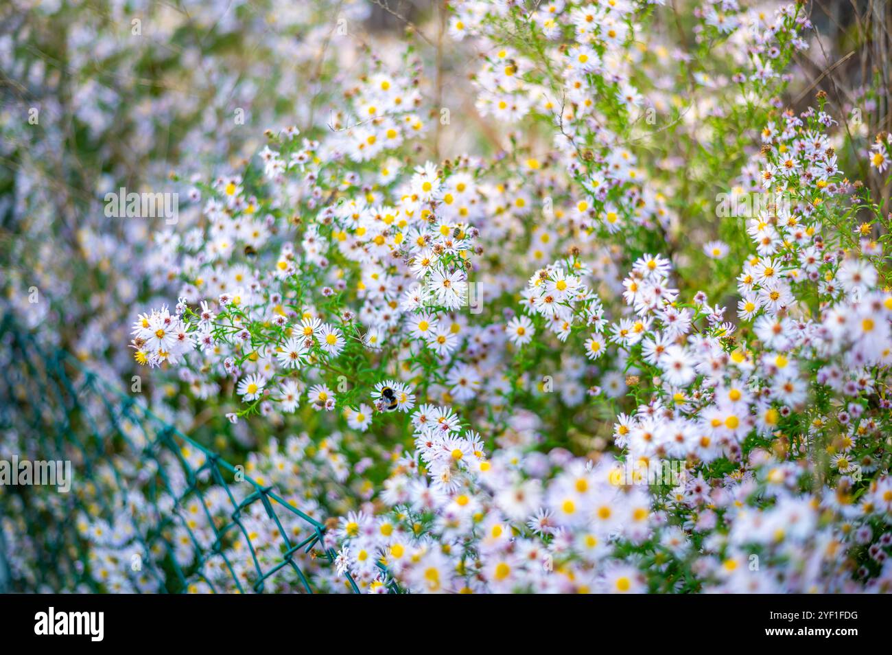 A lush patch of wildflowers with small white and pink daisy-like blooms ...