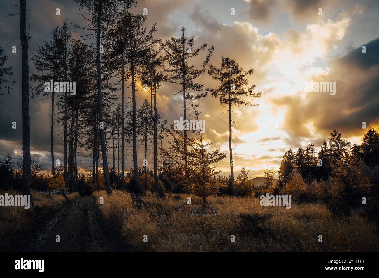 The bright sun shines beautifully through the tall trees in the serene ...