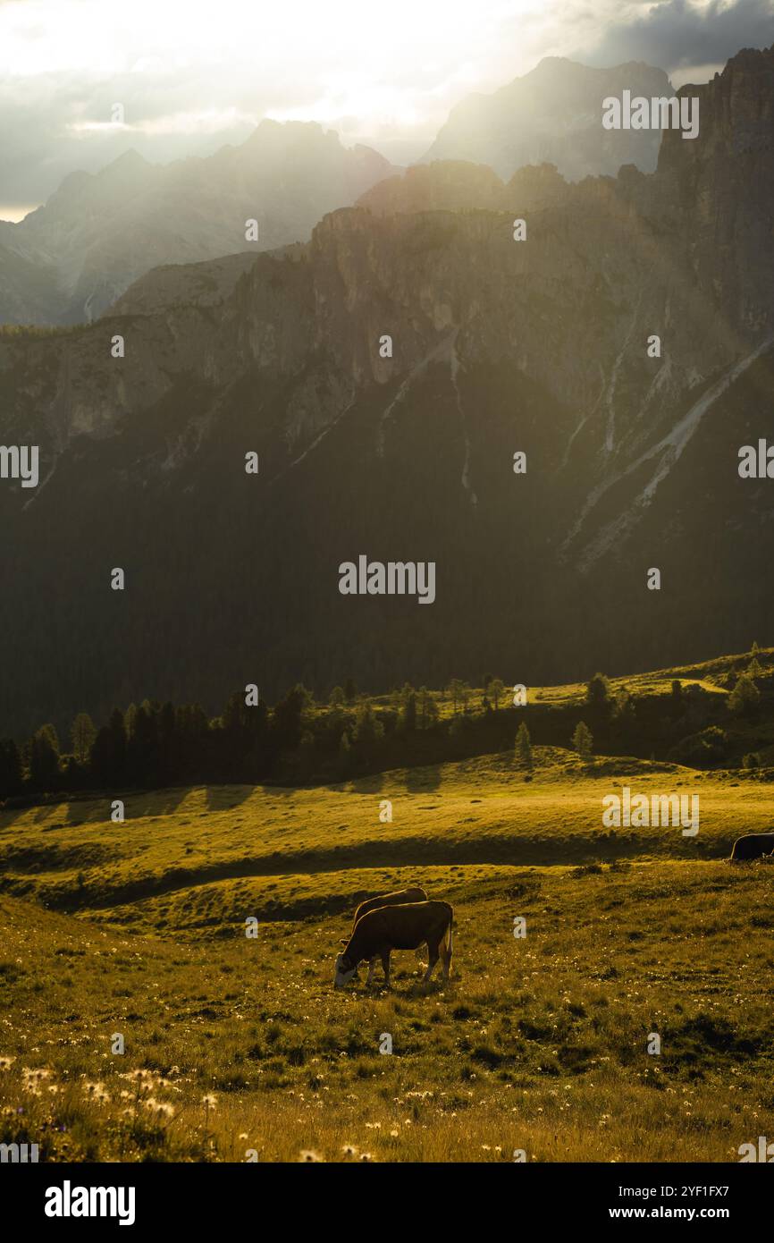 In a serene pasture, a cow peacefully grazes on lush green grass while ...