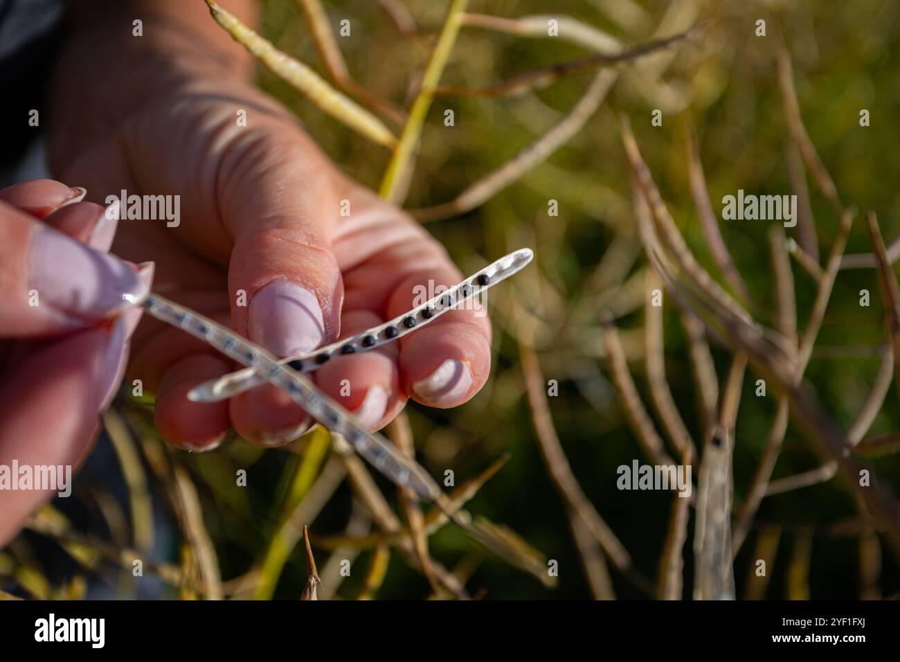 Exploring the Delicate Art of Snake Handling and Observation in the ...