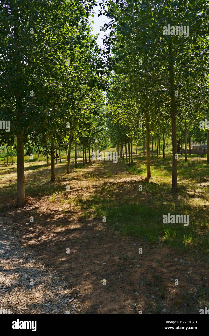 A well-maintained tree plantation with evenly spaced trees in a sunny ...