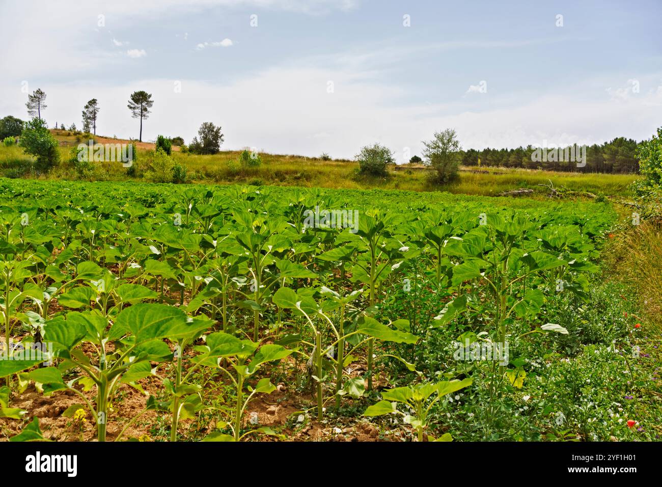 A lush green field with young sunflower plants under a clear sky. Trees ...