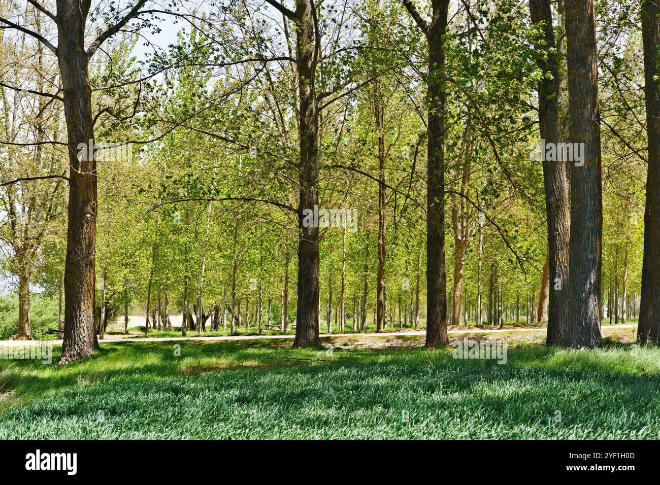 Serene forest scene hi-res stock photography and images - Alamy