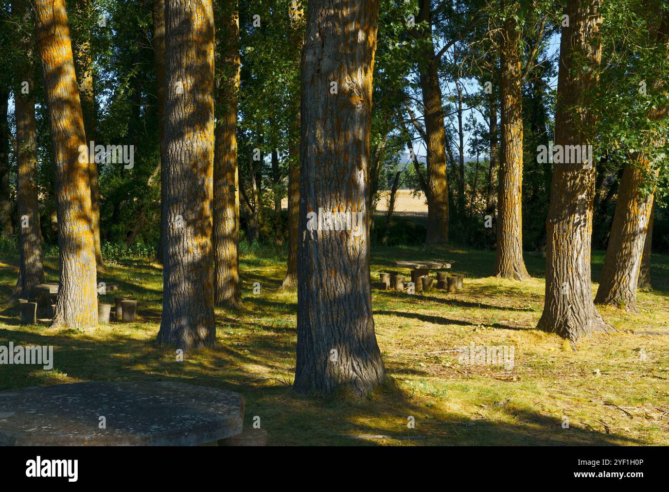 A serene park scene featuring tall trees with textured bark and dappled ...