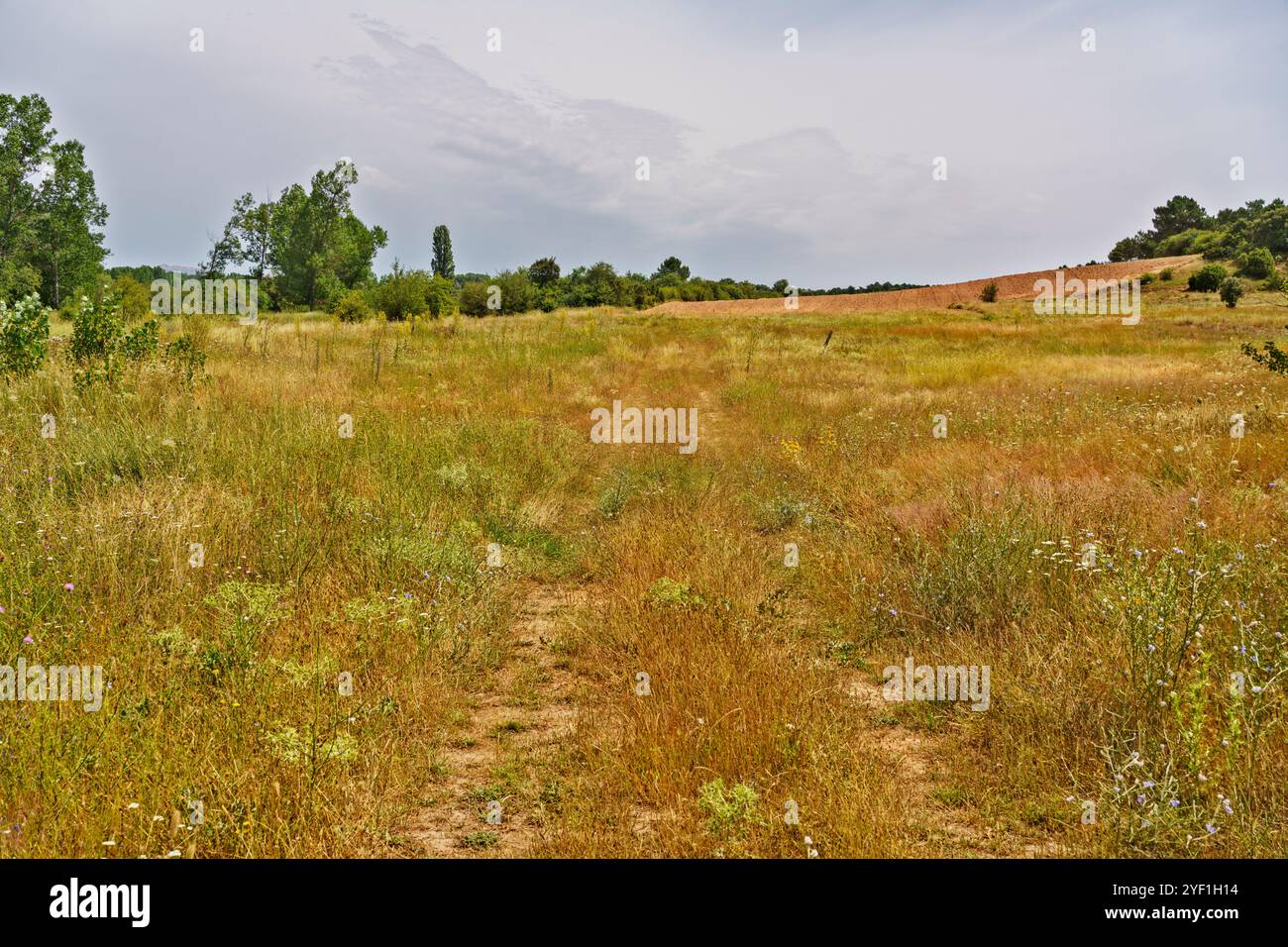 Scattered trees under hi-res stock photography and images - Alamy