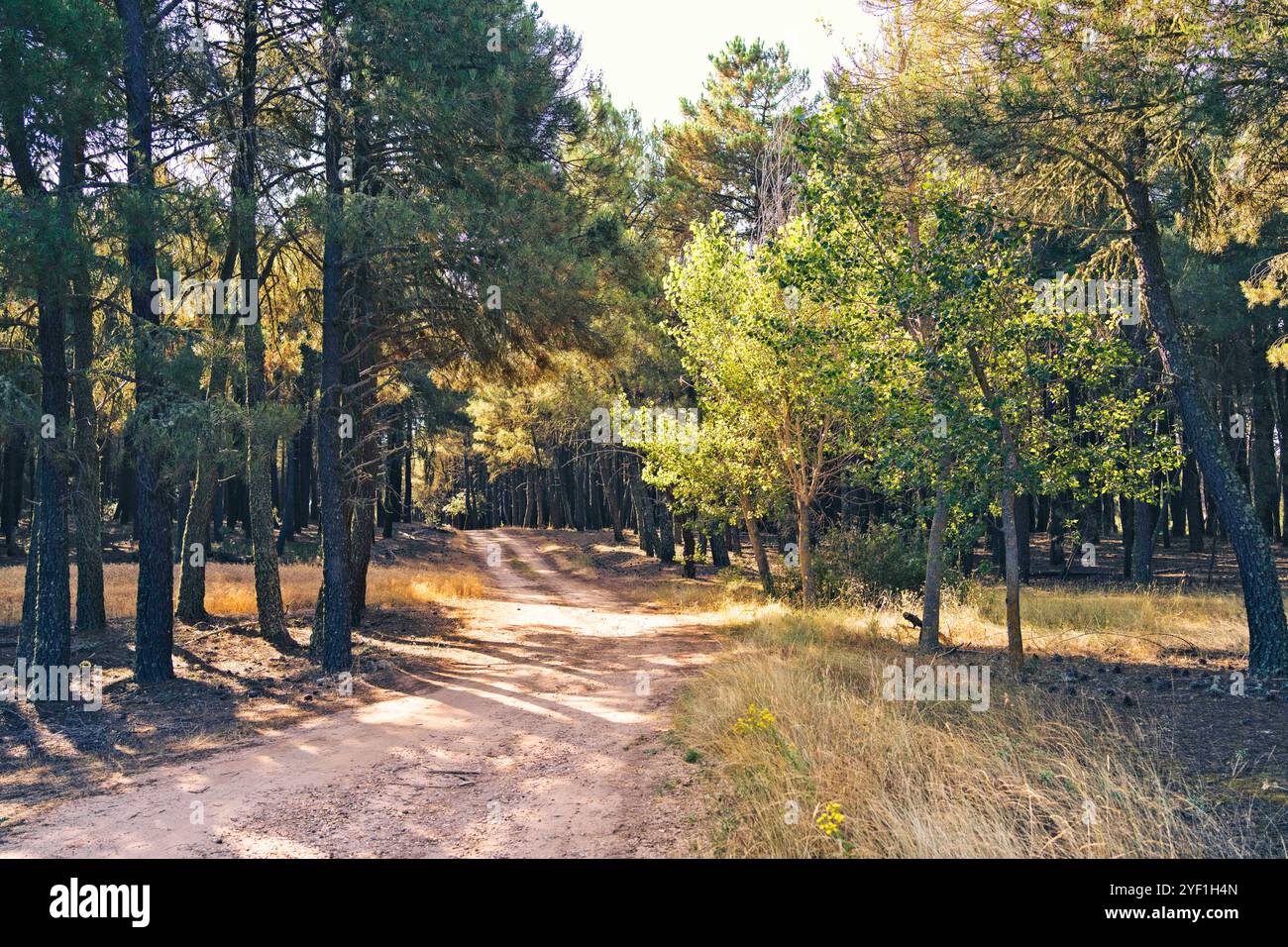 A serene dirt path winding through a dense forest with tall pine trees ...